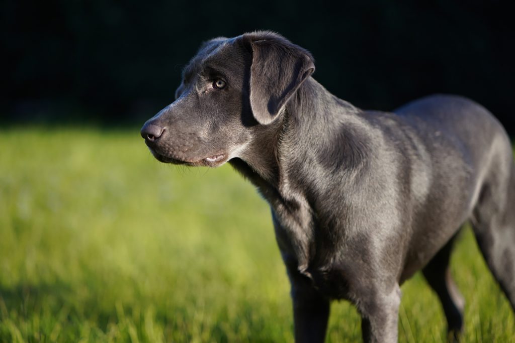 Charcoal Lab: Unique Labrador Retriever Color