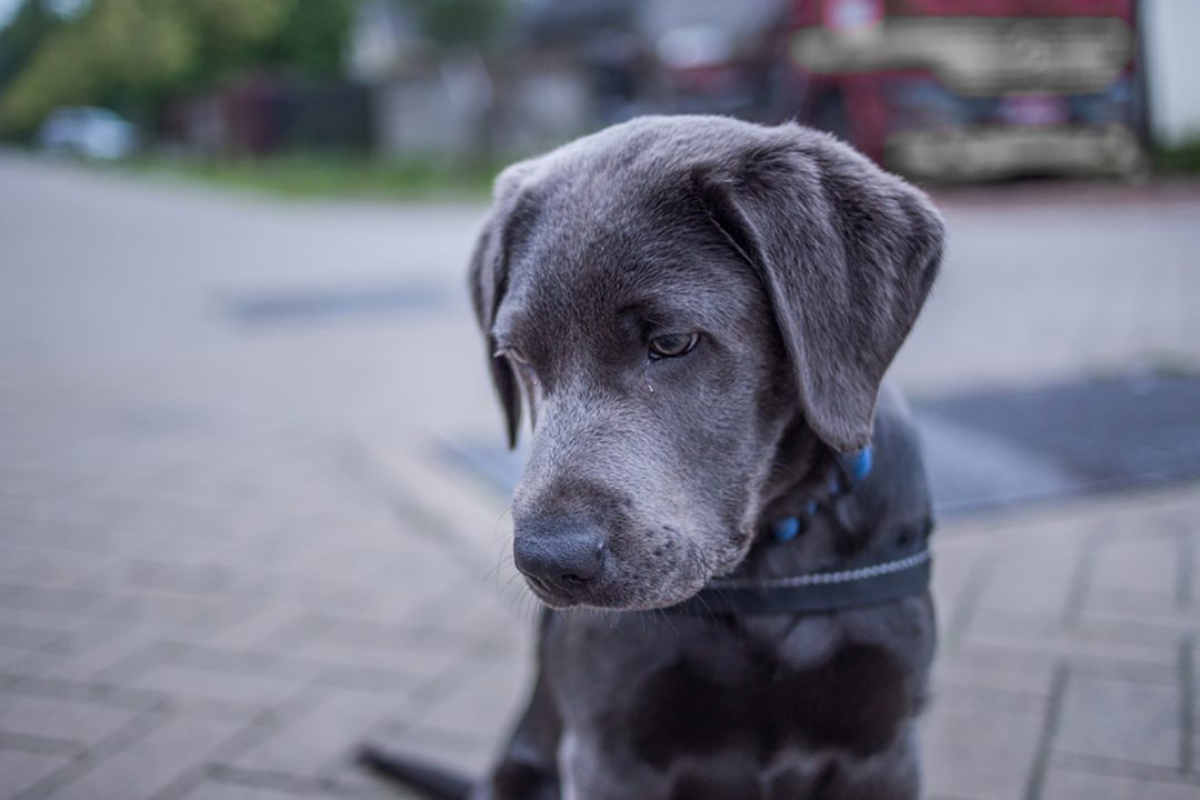 Charcoal Lab: Unique Labrador Retriever Color