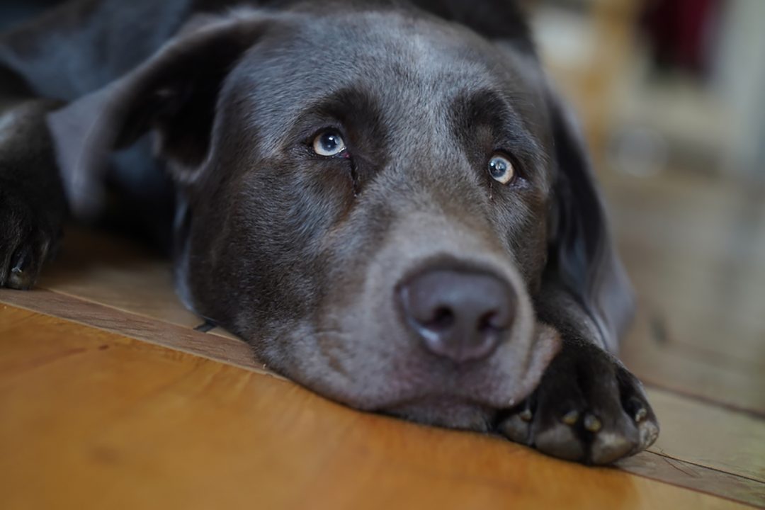 Charcoal Lab: Unique Labrador Retriever Color