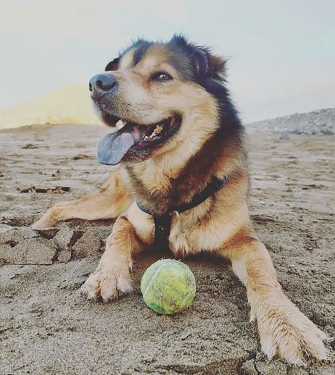 Shar Pei Mixes: 28 Hybrid Pups That Will Melt Your Heart
