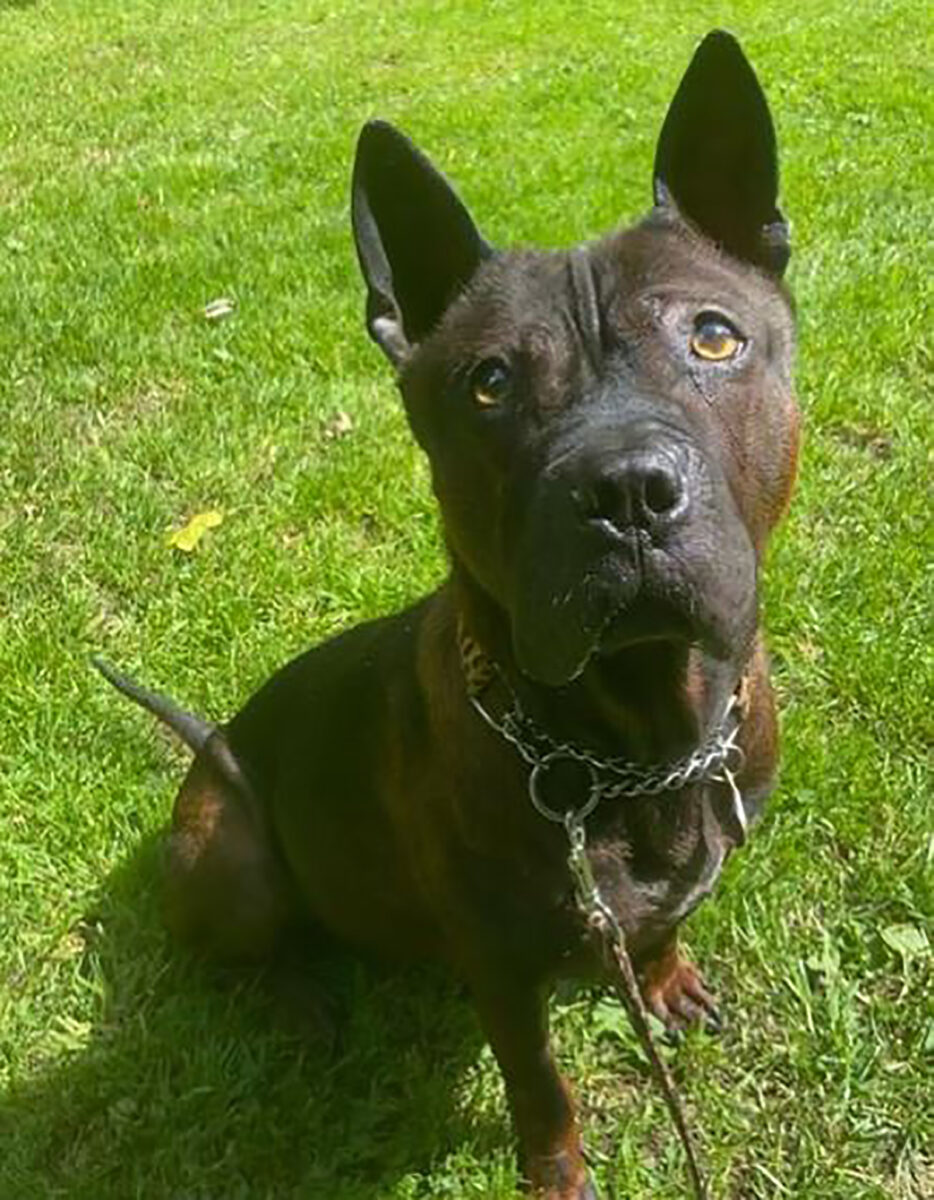 20 Chinese Dog Breeds—The Good, The Bad, And The Pugly