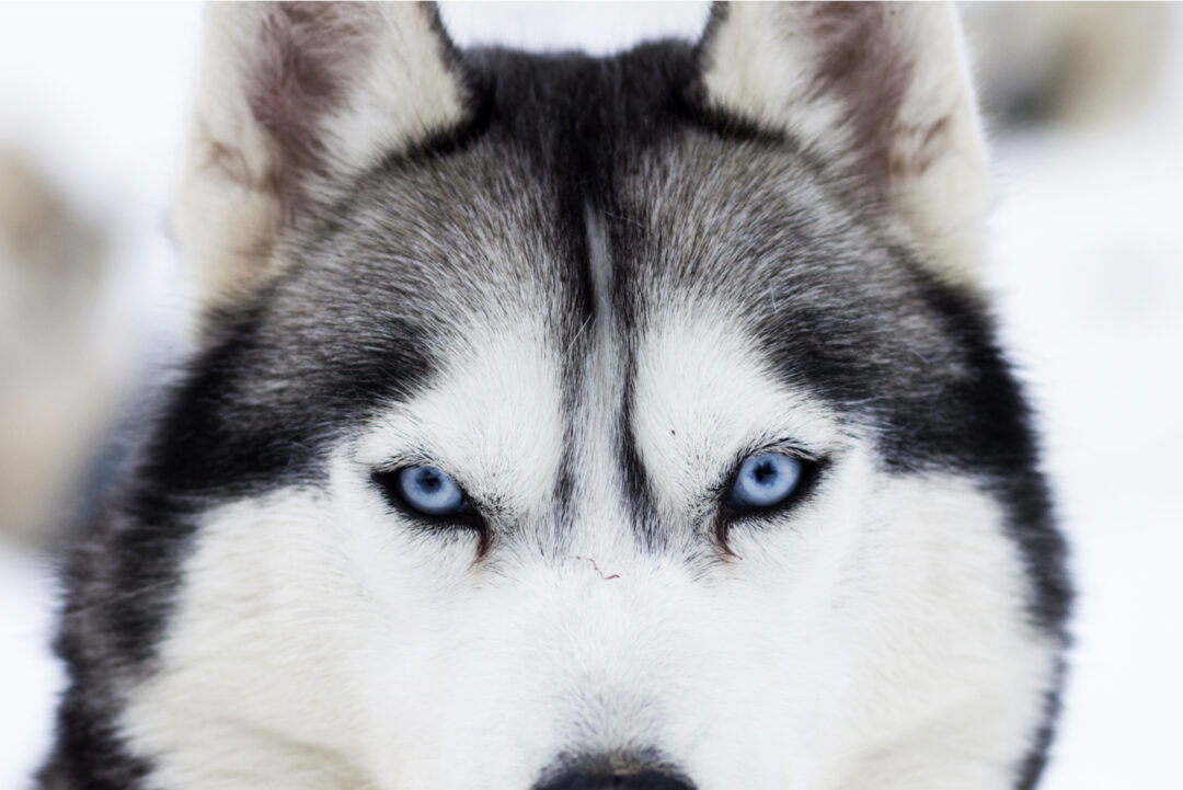 Dog Eye Color Chart: 7 Mesmerizing Shades
