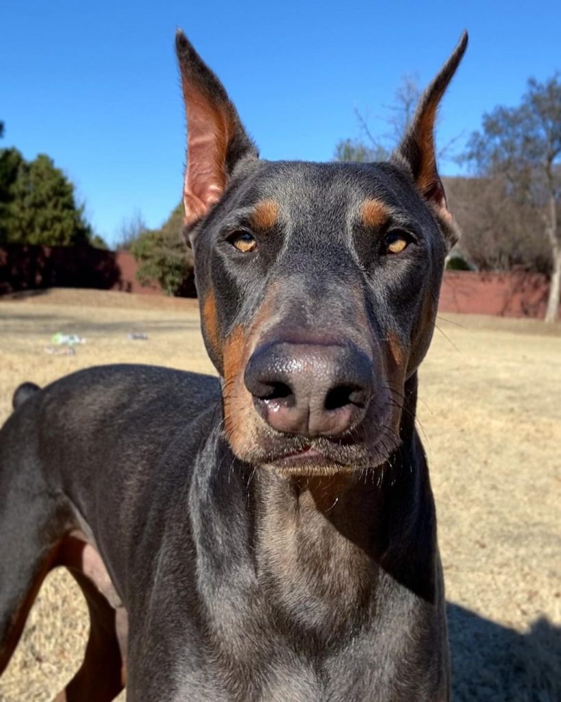 9 Cool Facts About The Blue Doberman You Never Knew