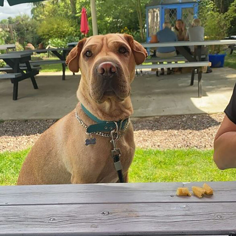 Shar Pei Mixes: 28 Hybrid Pups That Will Melt Your Heart