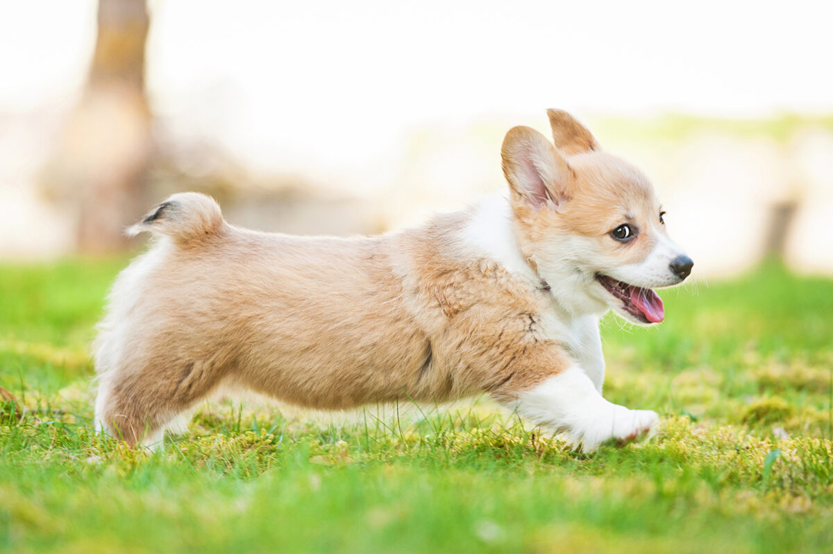 The 3 Most Reputable Corgi Breeders In Ontario