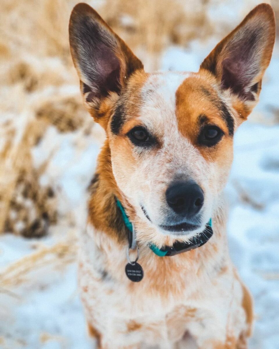 The Blue Heeler Corgi Mix: Everything You Need To Know