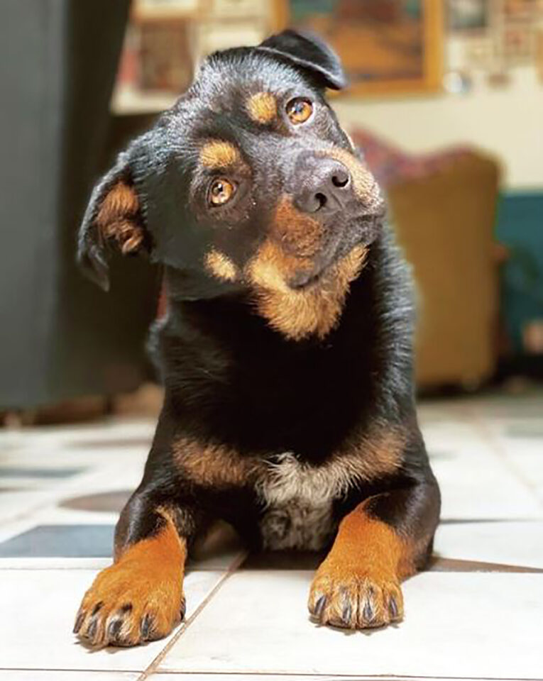 Miniature Rottweiler — The Mini Canine Wonder
