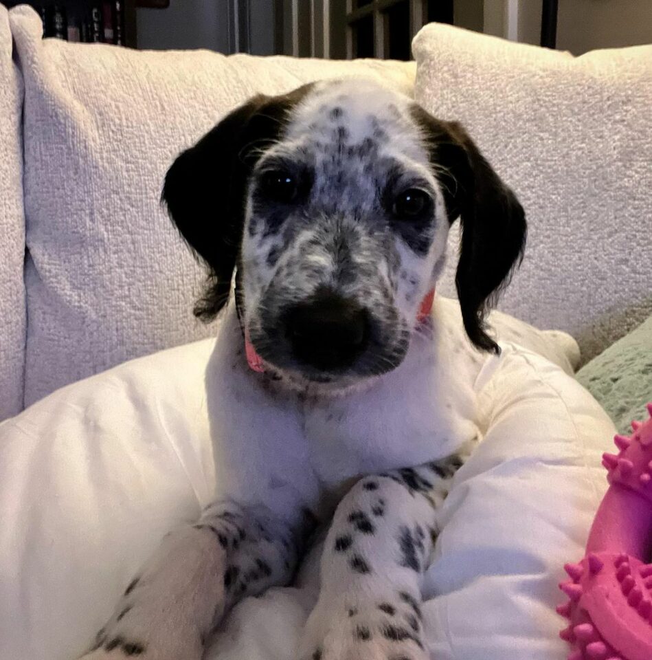 Dalmatian Poodle Mix: A Spot On Adorable Doodle