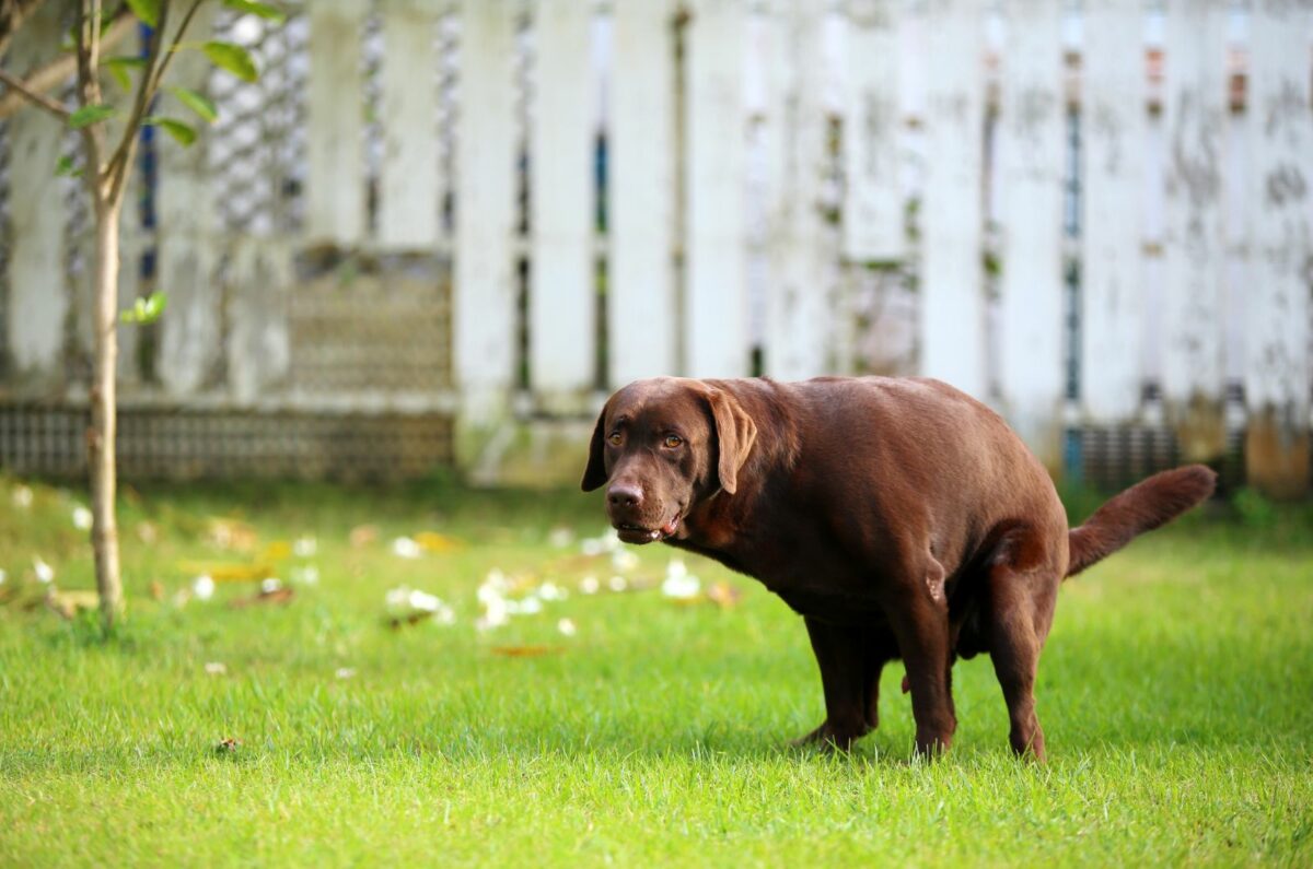 How To Make A Dog Poop Instantly: 7 Handy Tips