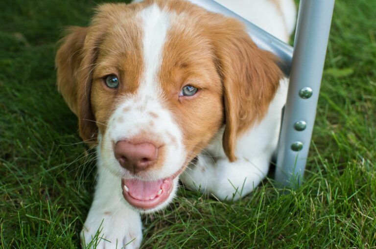 Dog Eye Color Chart: 7 Mesmerizing Shades