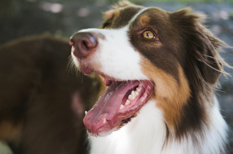 Dog Eye Color Chart: 7 Mesmerizing Shades