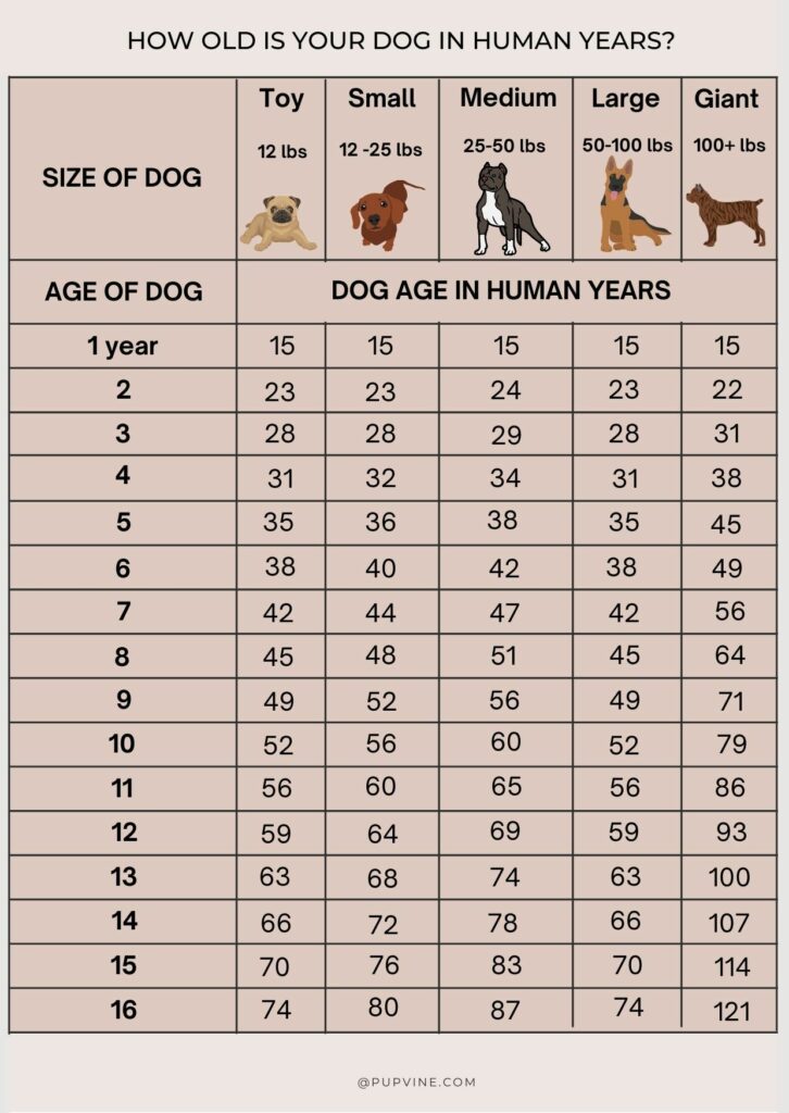 Dog Years To Human Years What Is My Dog s Age Dog Years To Human Years What Is My Dog s Age