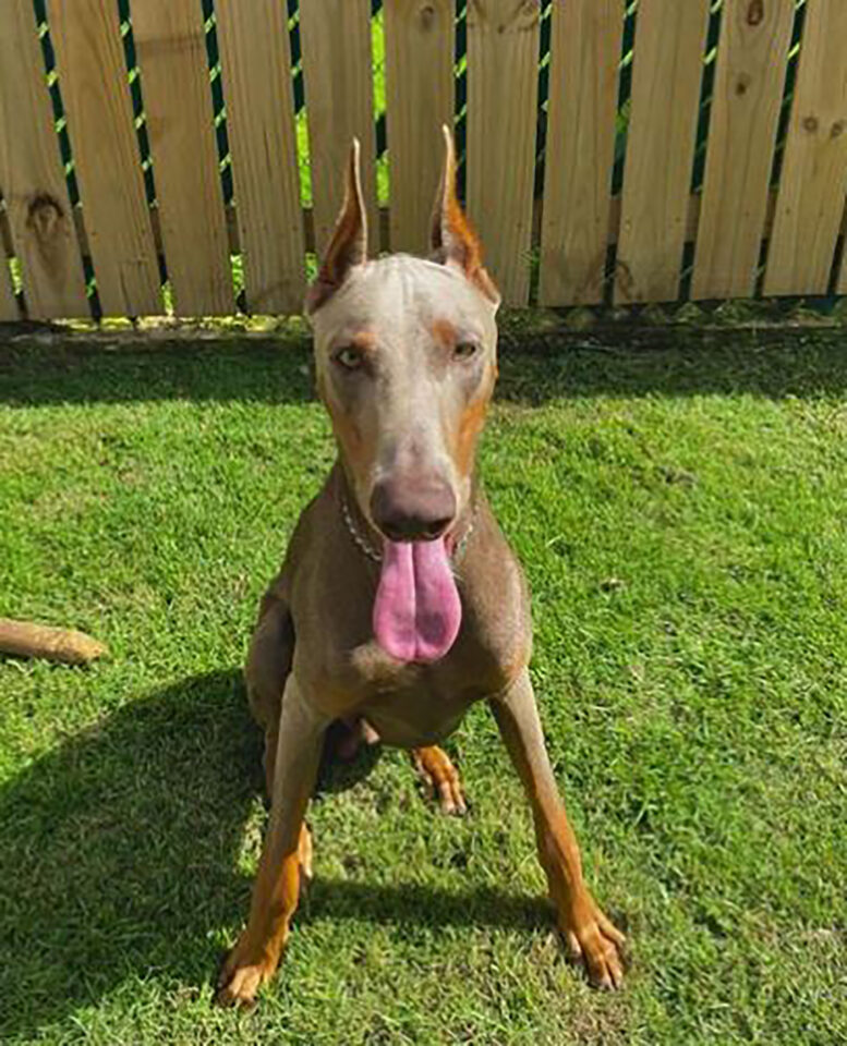 Fawn Doberman: Everything You Need To Know And Much More