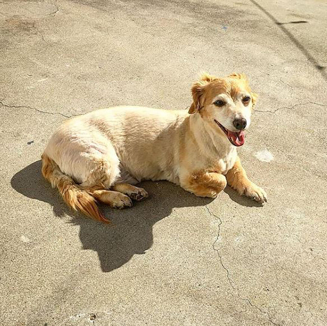 Golden Retriever Dachshund Mix: Hybrid With A Heart Of Gold