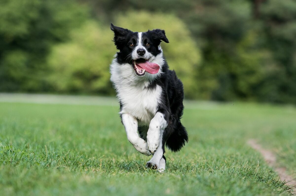 Mini Border Collie — Everything You Need To Know