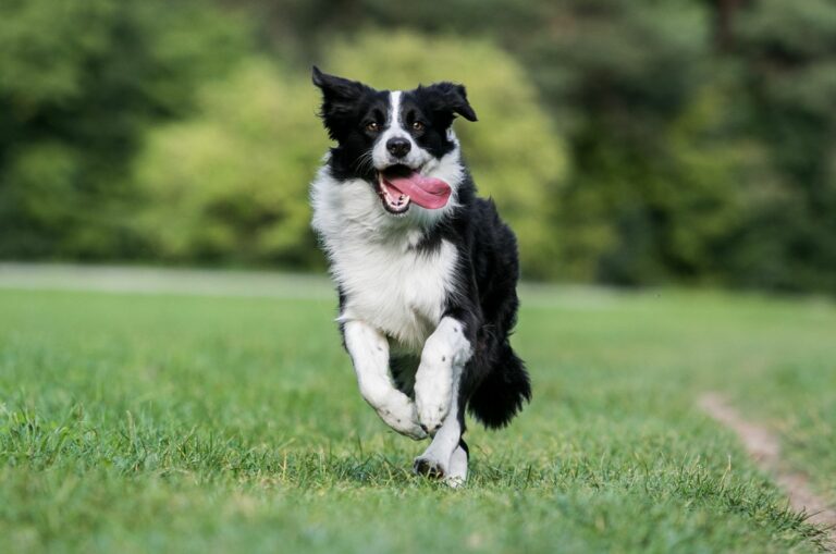 Mini Border Collie — Everything You Need To Know