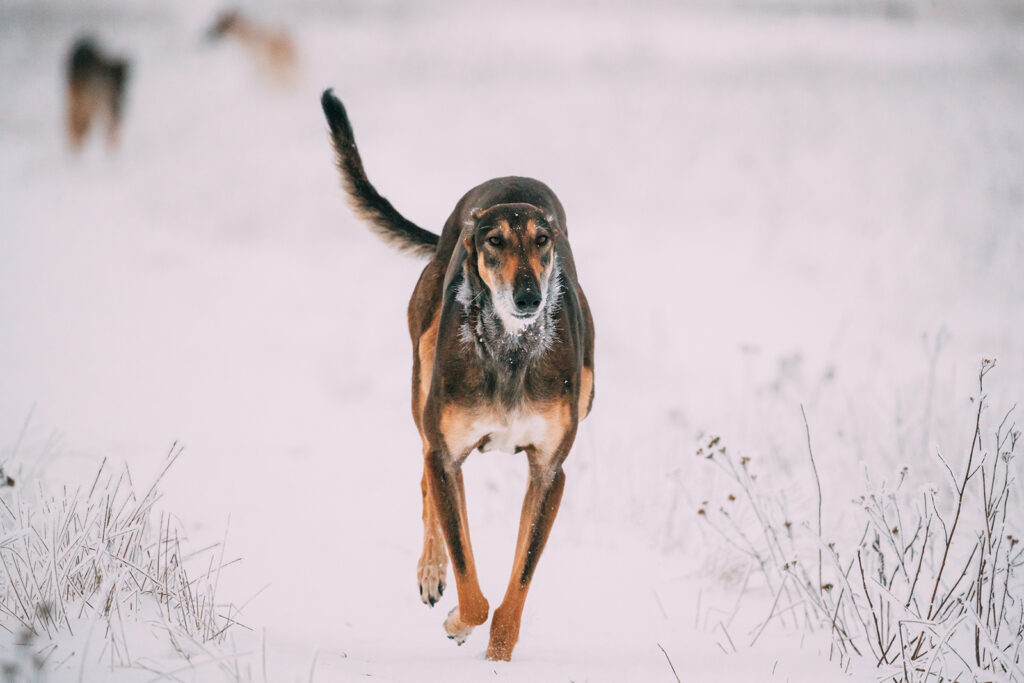 These 27 Russian Dog Breeds Will Leave You Amazed
