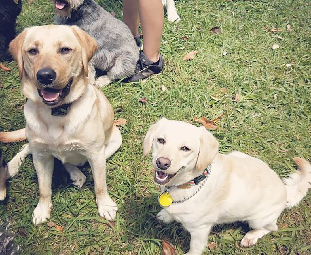 Miniature Labrador: A Smaller Version Of The Popular Lab