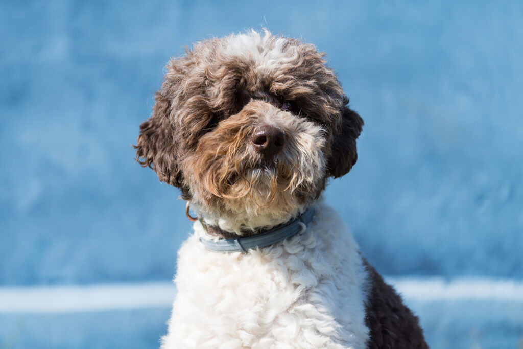 37 Cool Dog Breeds – The Coolest Dogs For The Coolest Owners