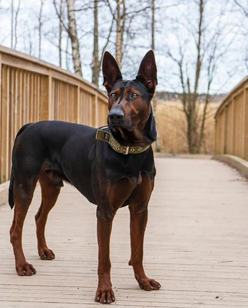 20 Chinese Dog Breeds—The Good, The Bad, And The Pugly