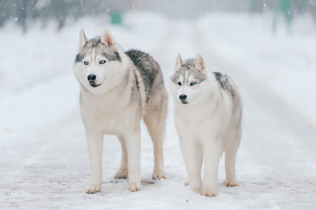 Miniature Husky: The Mini Blue Eye Wonder
