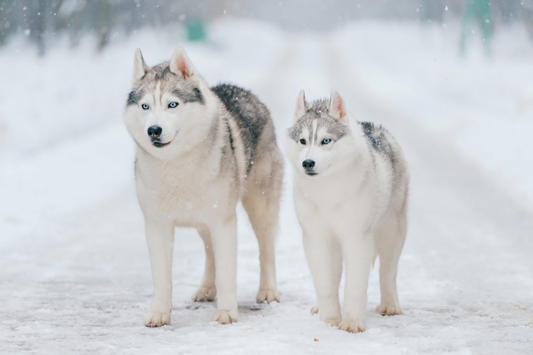 Miniature Husky: The Mini Blue Eye Wonder