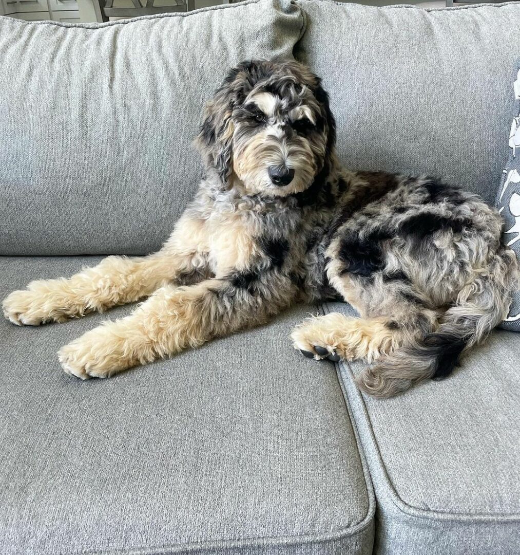 Merle Goldendoodle: A One-Of-A-Kind Designer Dog