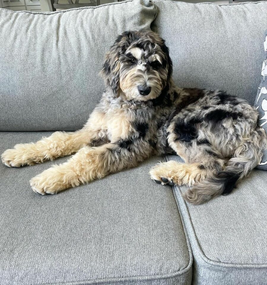 Merle Goldendoodle: A One-Of-A-Kind Designer Dog