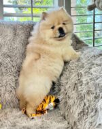 Mini Chow Chow — The Miniature Teddy Bear Dog
