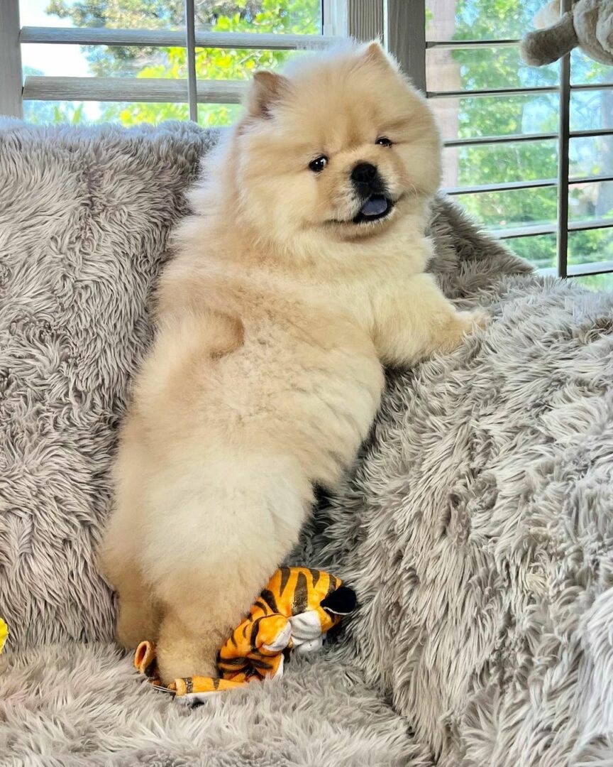 Mini Chow Chow — The Miniature Teddy Bear Dog