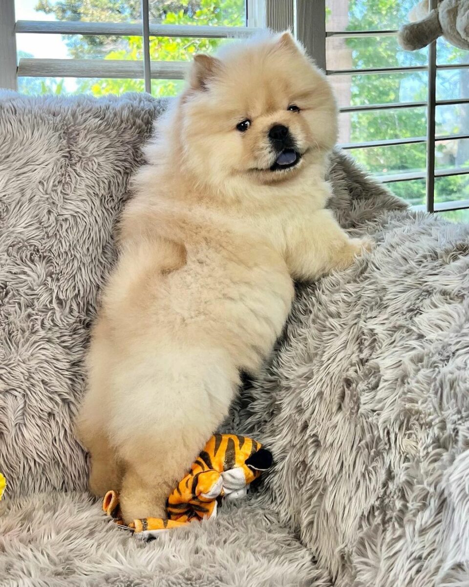 Mini Chow Chow — The Miniature Teddy Bear Dog