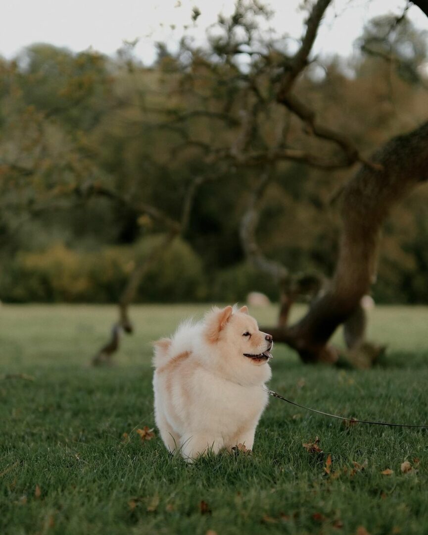 Mini Chow Chow — The Miniature Teddy Bear Dog