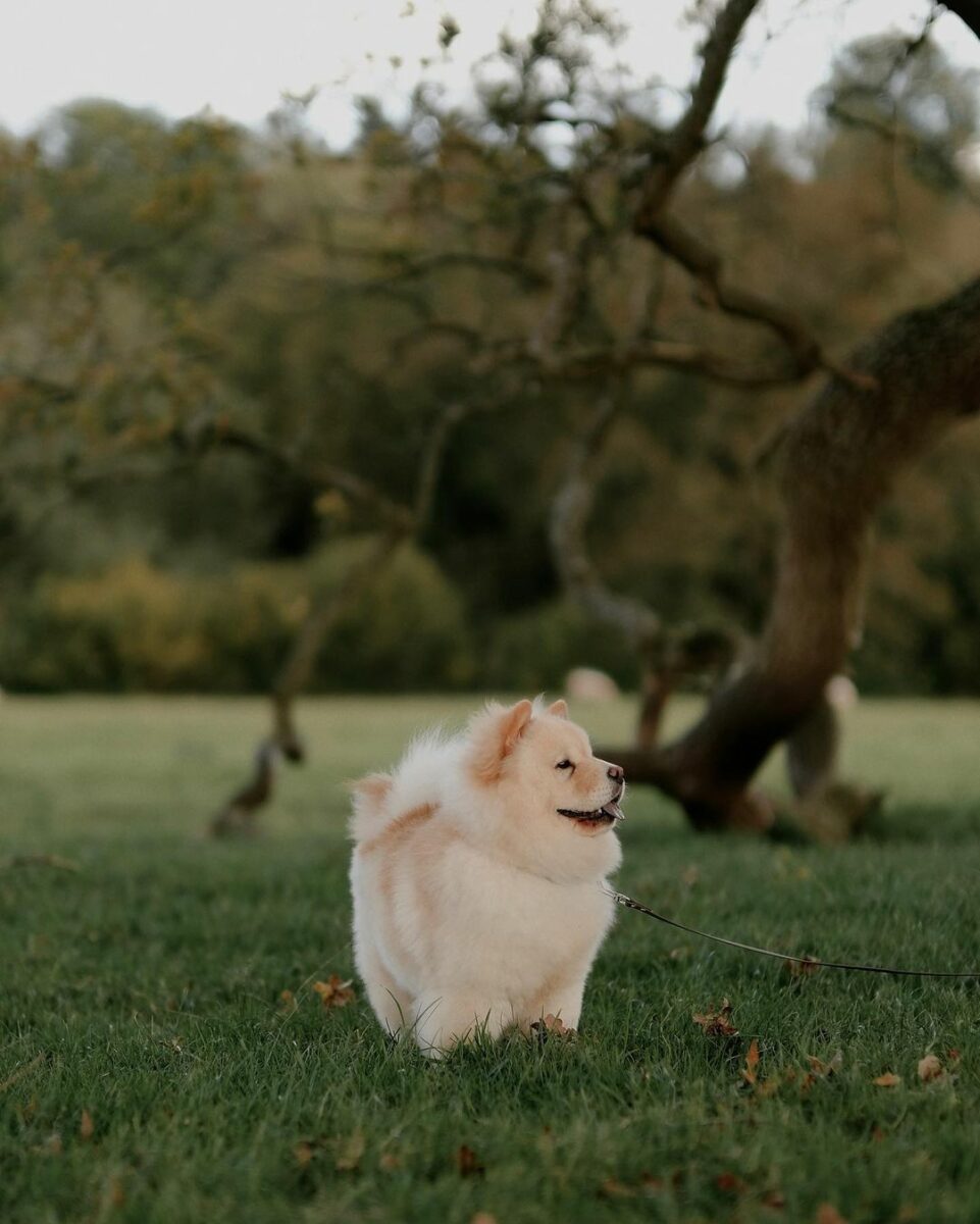 Mini Chow Chow — The Miniature Teddy Bear Dog