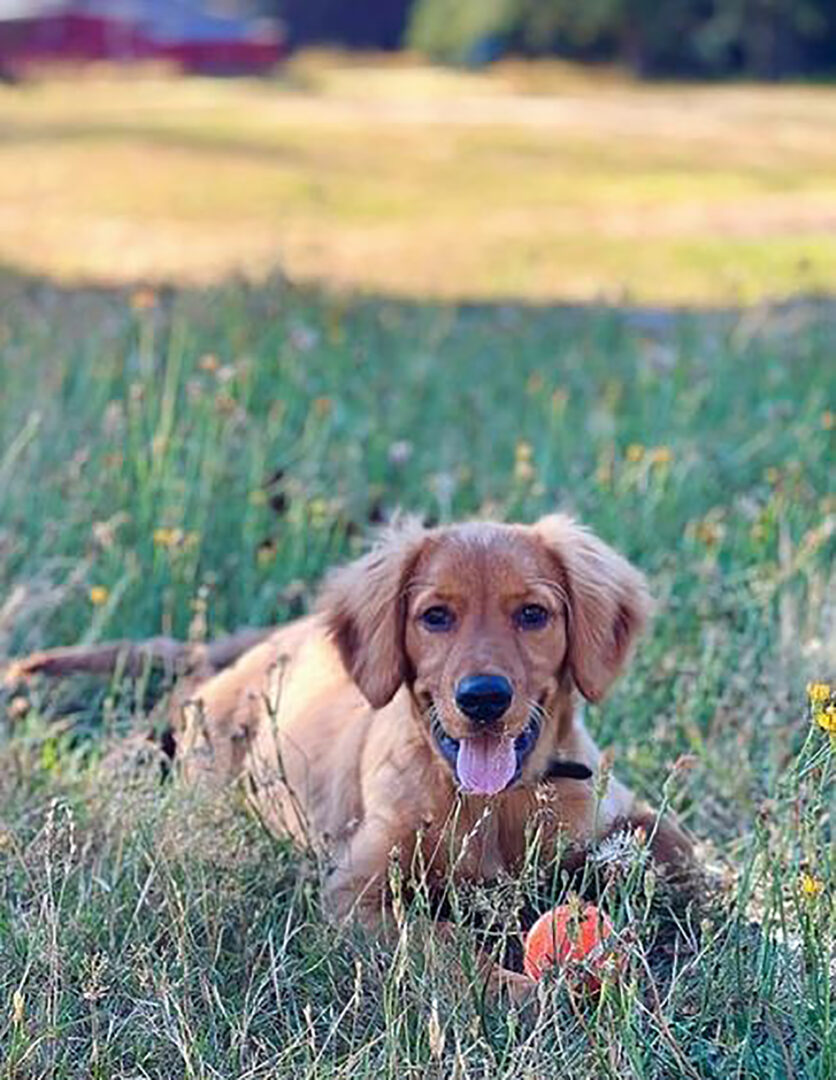 Mini Golden Retriever: A Purebred Or A Crossbreed?