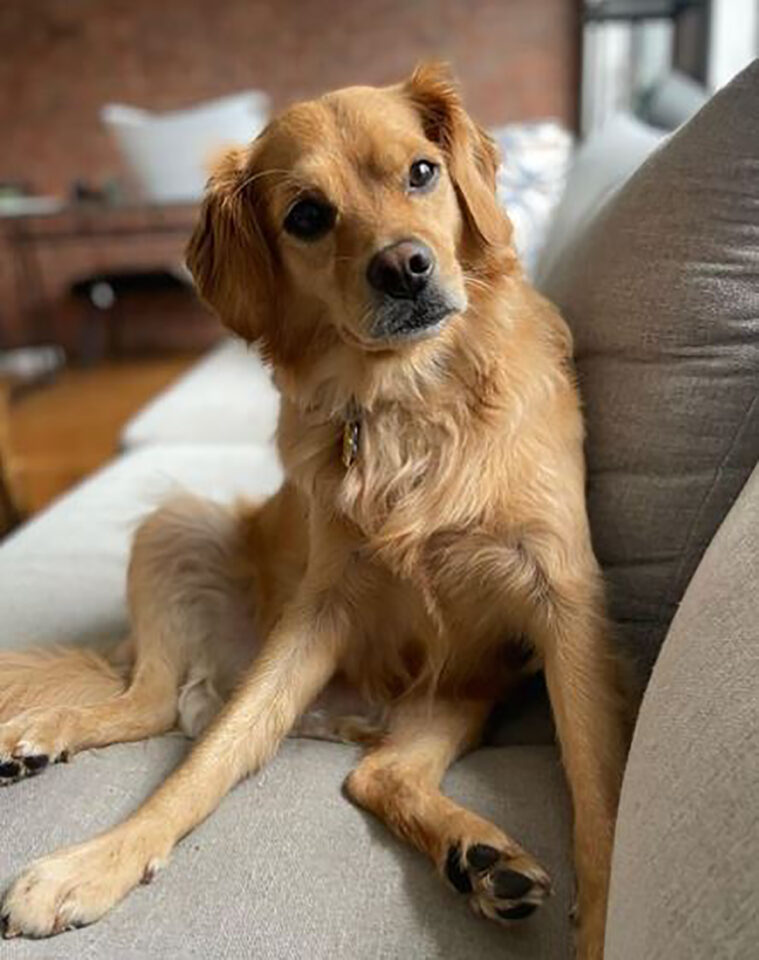 Mini Golden Retriever: A Purebred Or A Crossbreed?