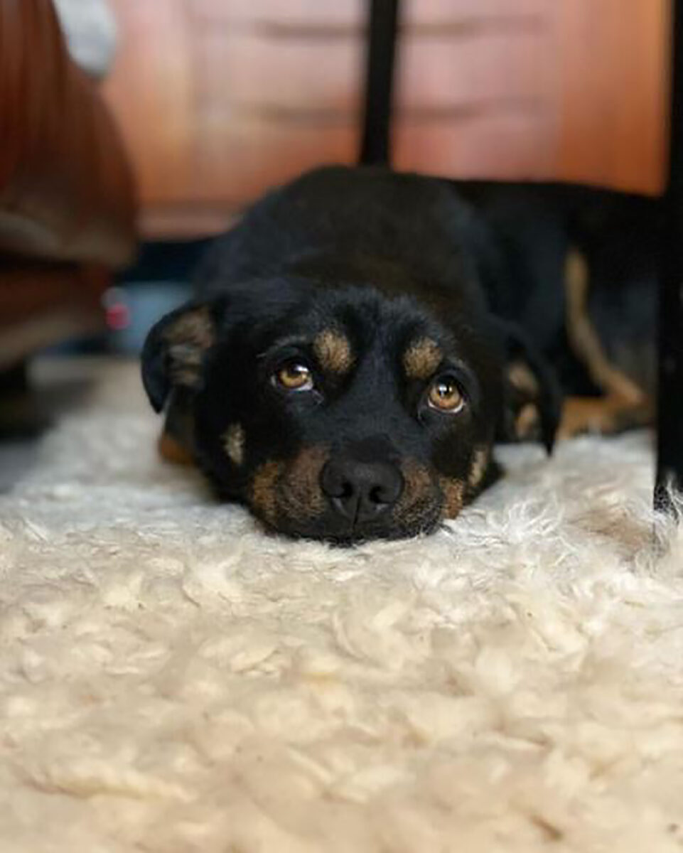 Miniature Rottweiler — The Mini Canine Wonder