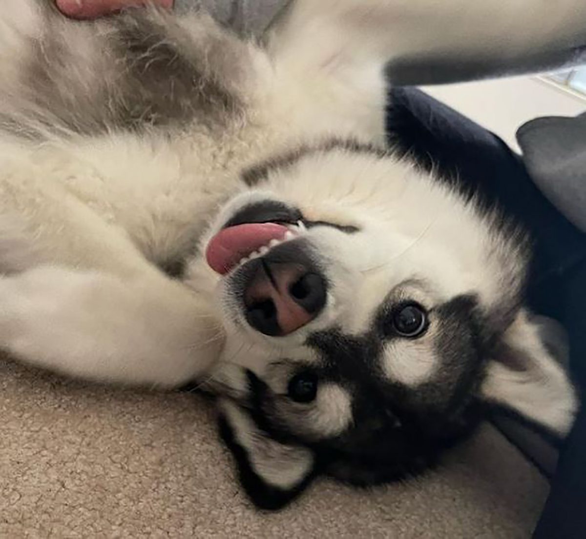 Miniature Husky: The Mini Blue Eye Wonder