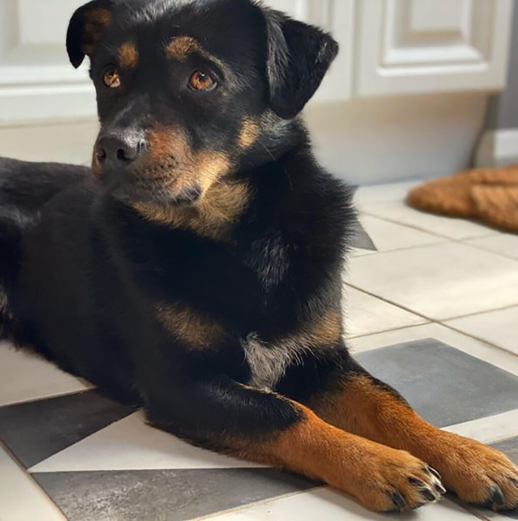 Miniature Rottweiler — The Mini Canine Wonder