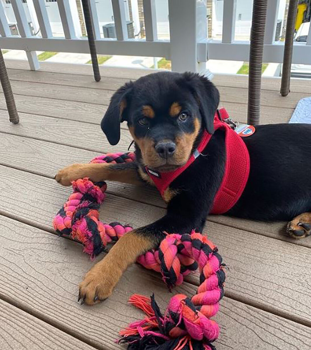 Miniature Rottweiler — The Mini Canine Wonder