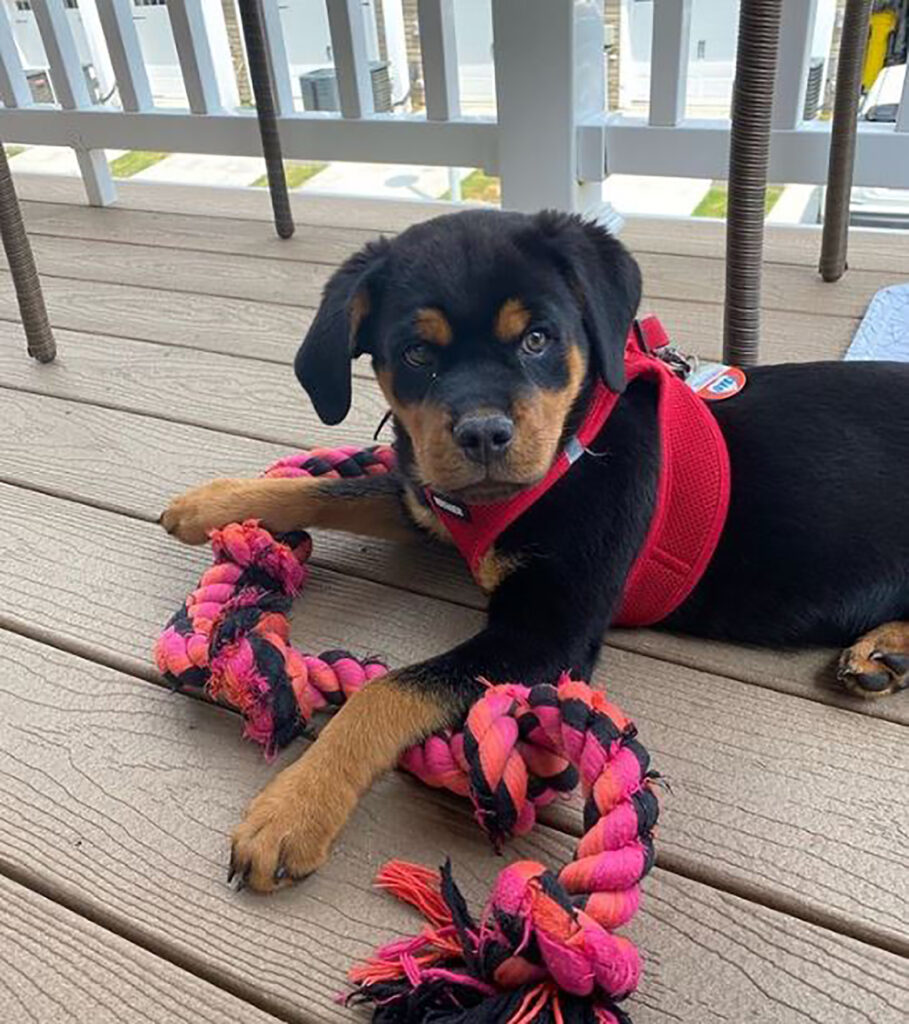 Miniature Rottweiler — The Mini Canine Wonder