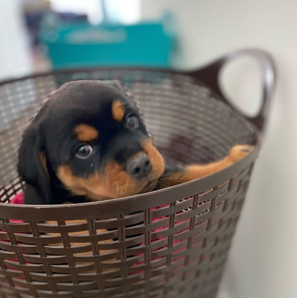 Miniature Rottweiler — The Mini Canine Wonder