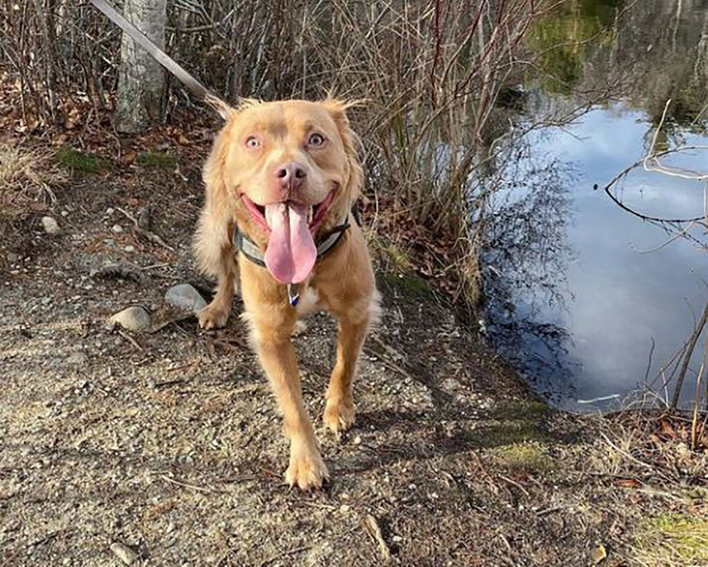 Meet 8 Amazing Nova Scotia Duck Retriever Tolling Mixes