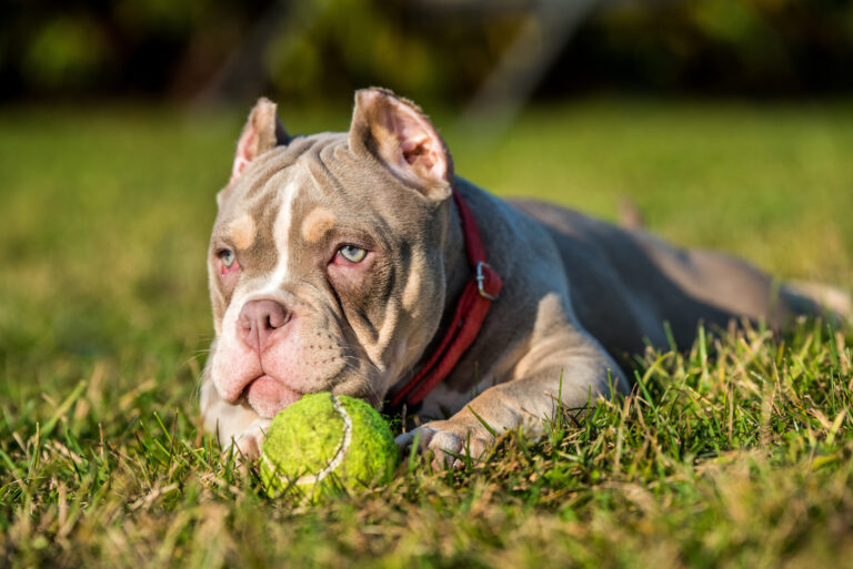 Pocket Bully Breeders: Top 9 Finest Picks