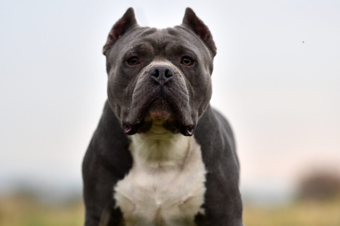 Bully Breeding 101: Everything You Need To Know About Bullies
