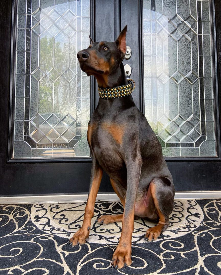 9 Cool Facts About The Blue Doberman You Never Knew