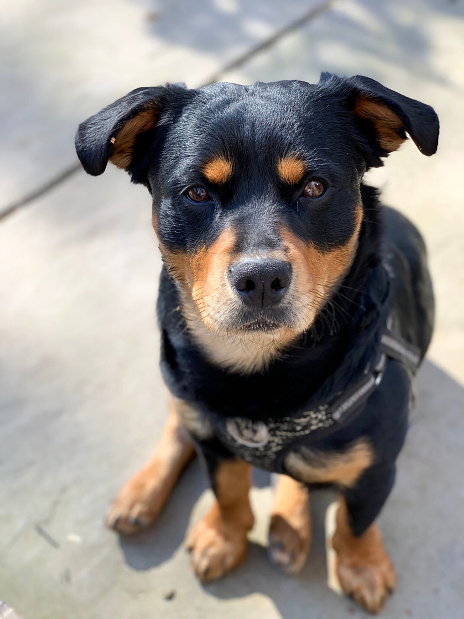 Rottweiler Chihuahua Mix: A Gentle Giant Or A Bold Minnie?
