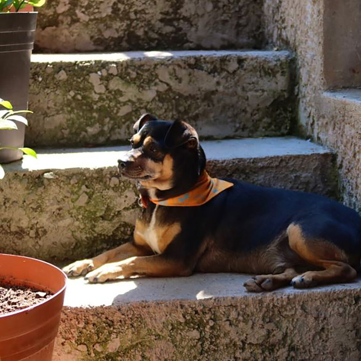 Rottweiler Chihuahua Mix: A Gentle Giant Or A Bold Minnie?