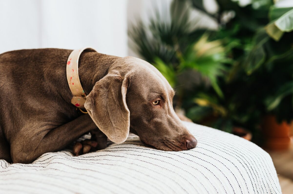 All About Dog Behavior Before Death: 14 Signs Explained
