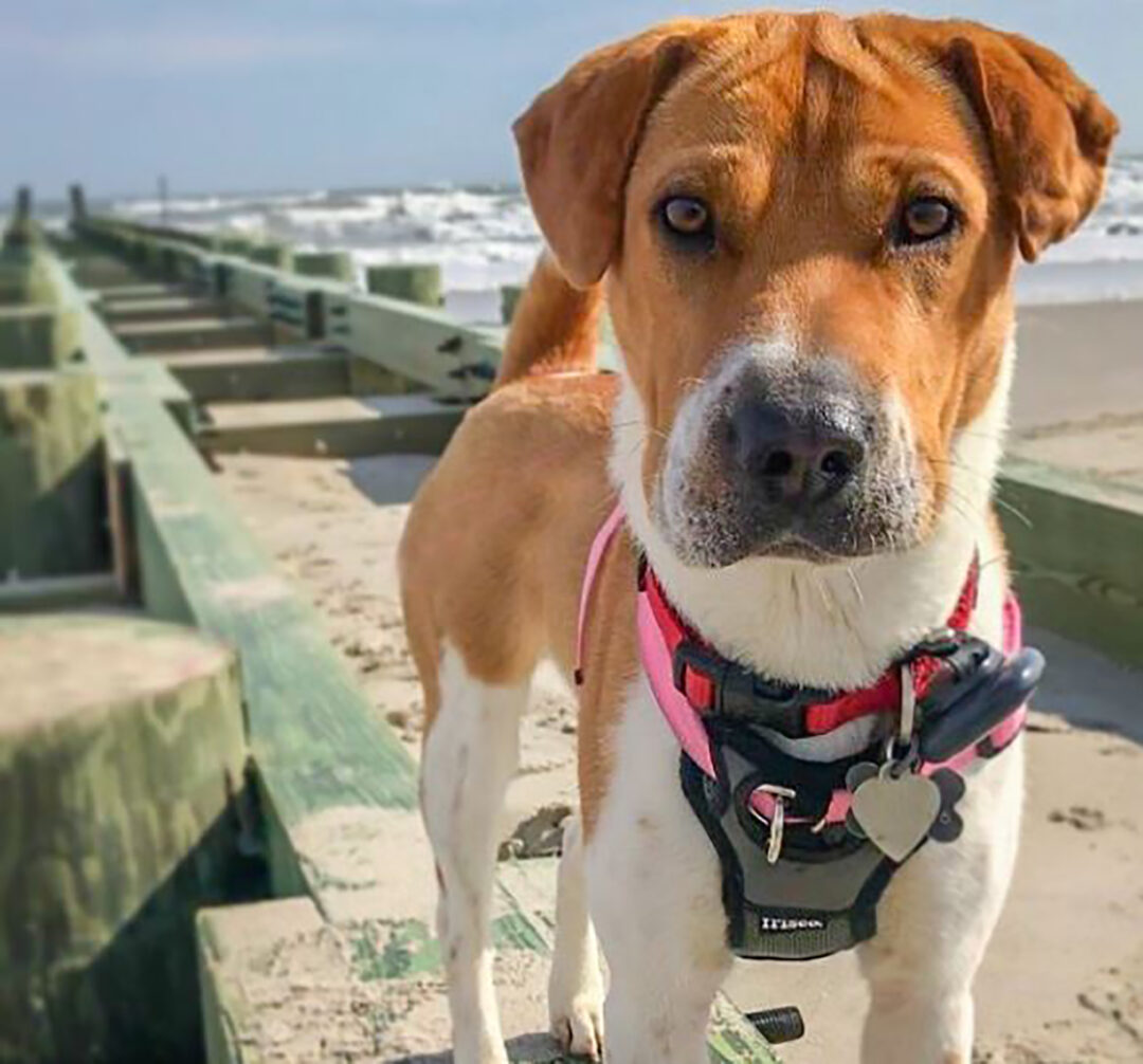 Shar Pei Mixes: 28 Hybrid Pups That Will Melt Your Heart