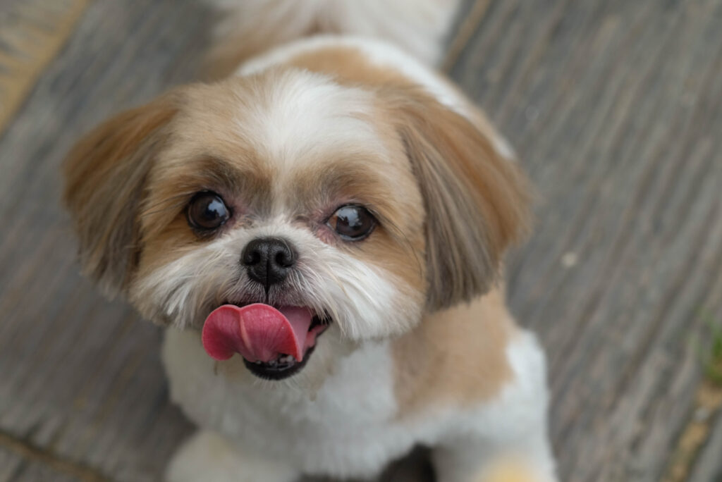 Dog Tongue Color Chart: What Is A Color Of A Healthy Dog?